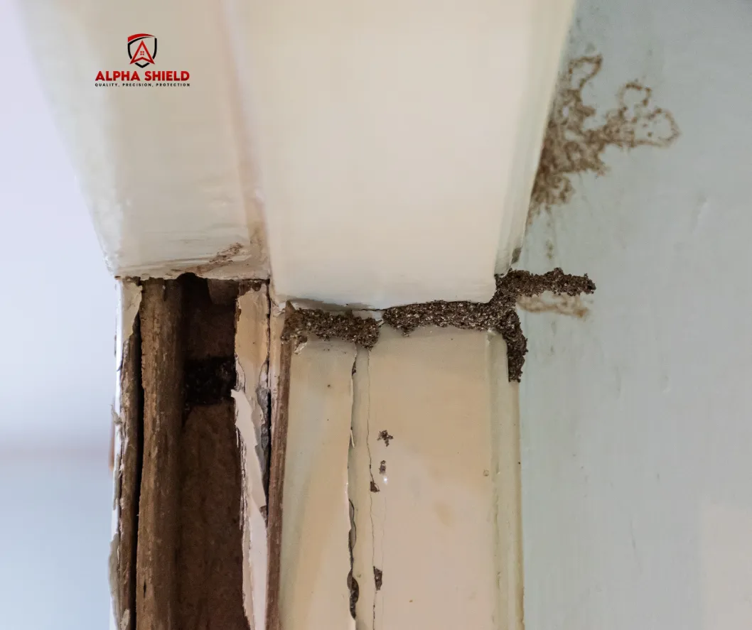 Termite Control Services - Alpha Shield Pvt. Ltd